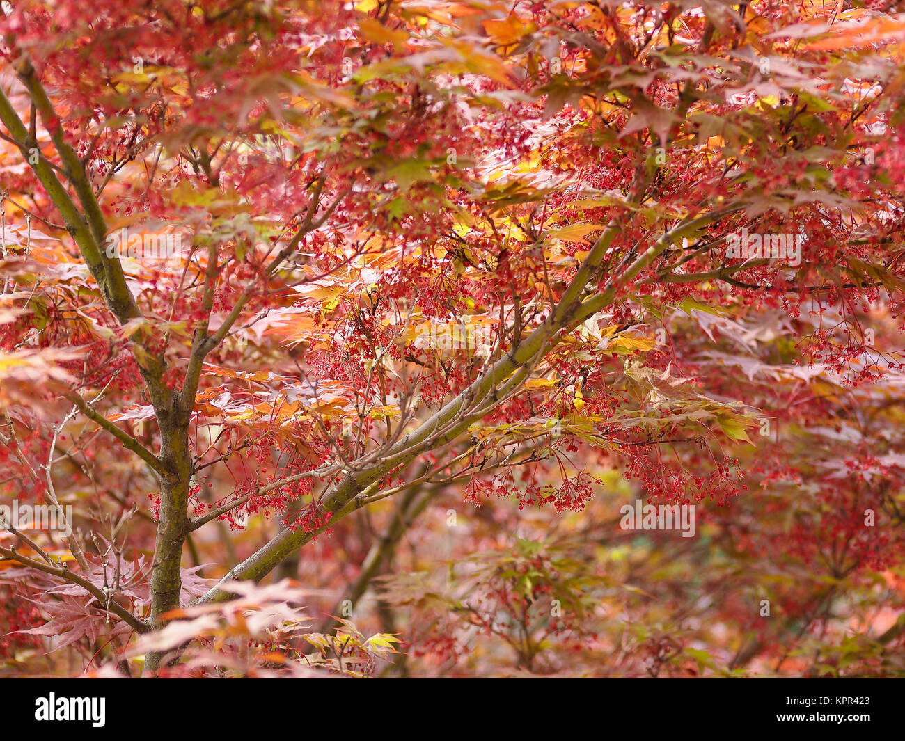 Red maple acer tree Stock Photo - Alamy