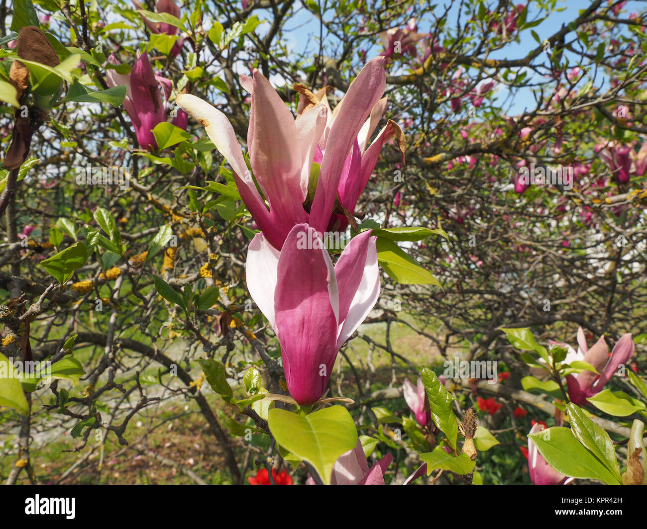Magnolia tree flower Stock Photo - Alamy