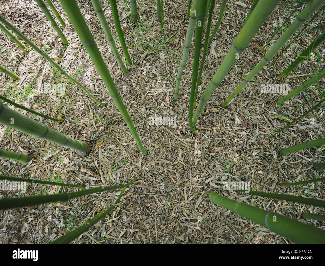 Bamboo tree perspective Stock Photo - Alamy