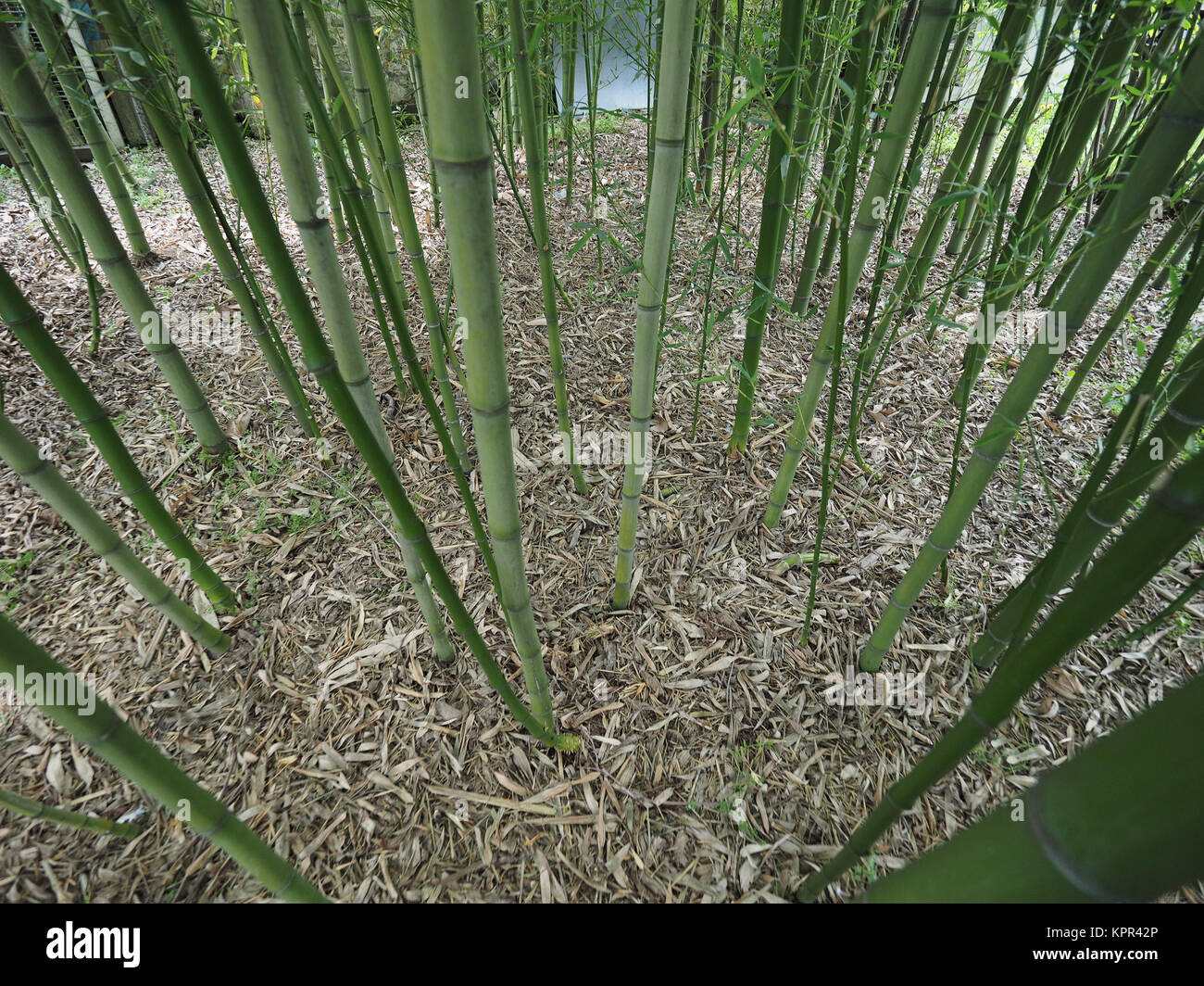 Bamboo tree perspective Stock Photo - Alamy