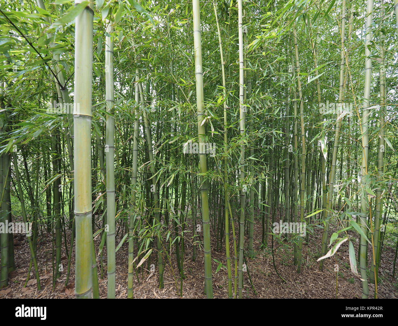 Bamboo tree perspective Stock Photo - Alamy