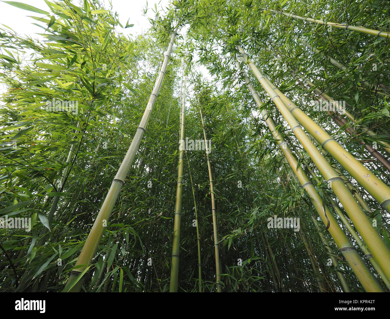 Bamboo tree perspective Stock Photo - Alamy