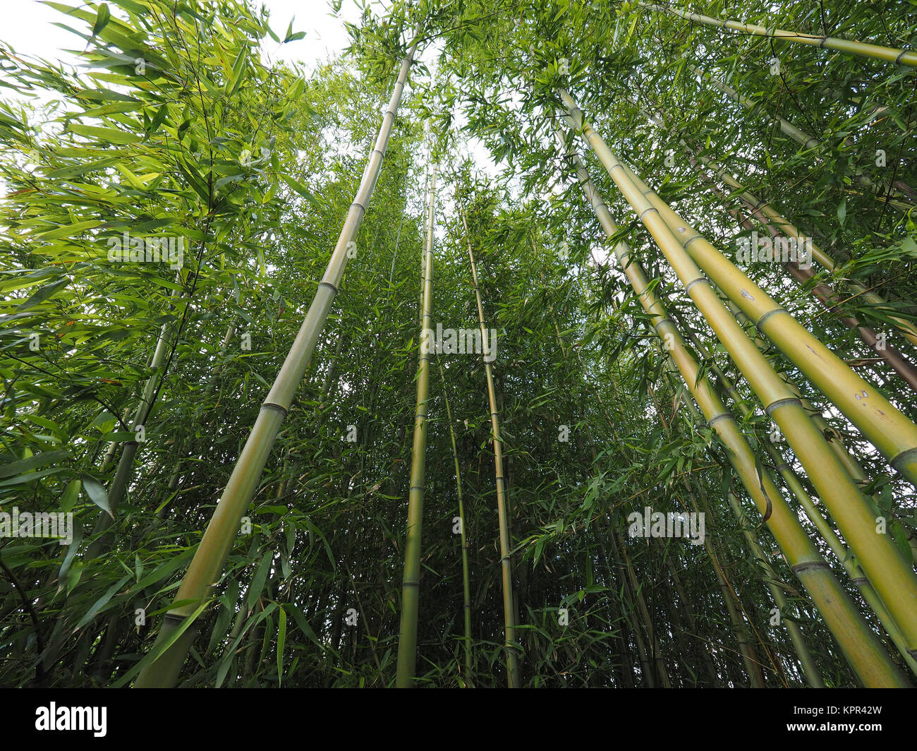 Bamboo tree perspective Stock Photo - Alamy