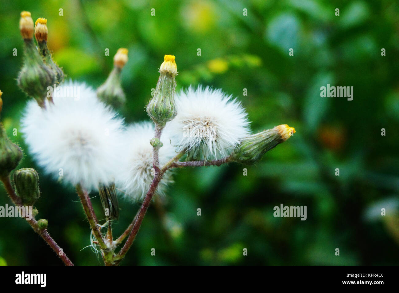 White dandelion flowers, very beautiful Stock Photo - Alamy