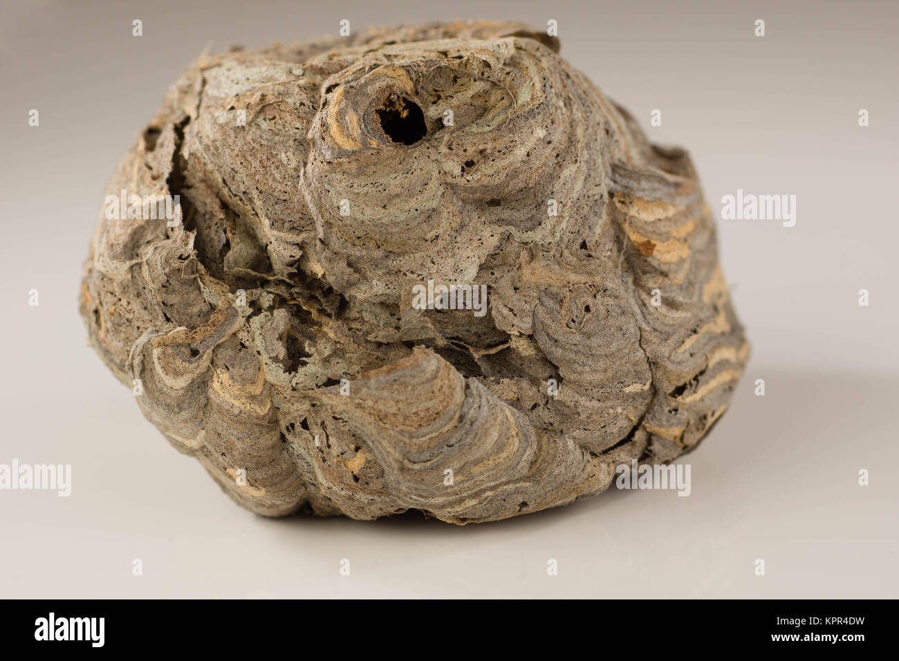 Wasp nest round hi-res stock photography and images - Alamy