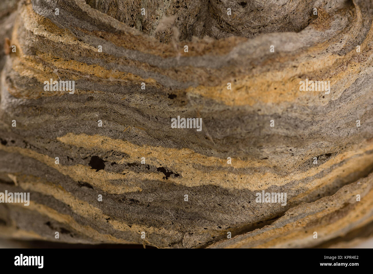 Wasp nest round hi-res stock photography and images - Alamy