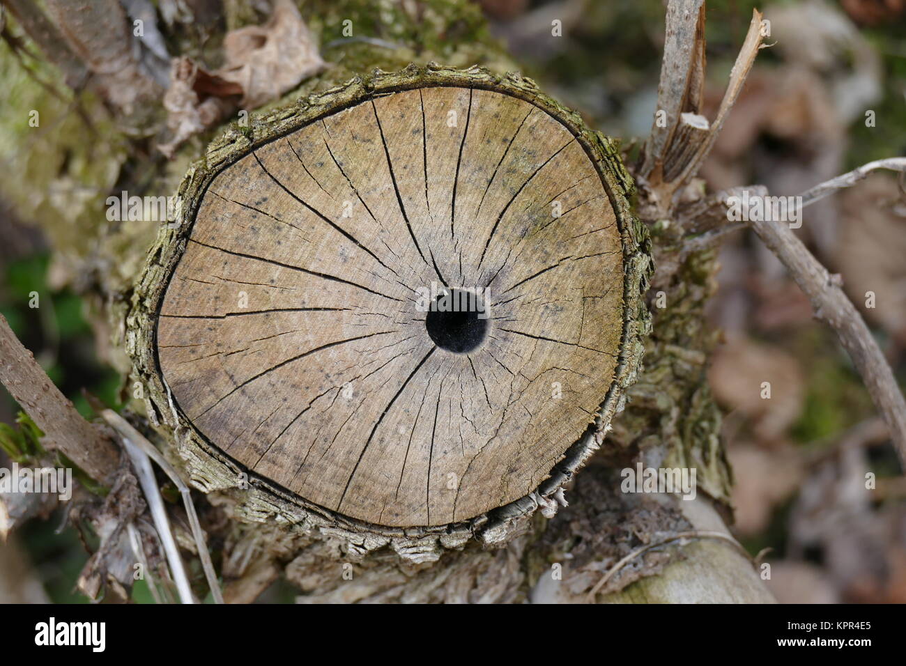 hold under tree trunk Stock Photo - Alamy
