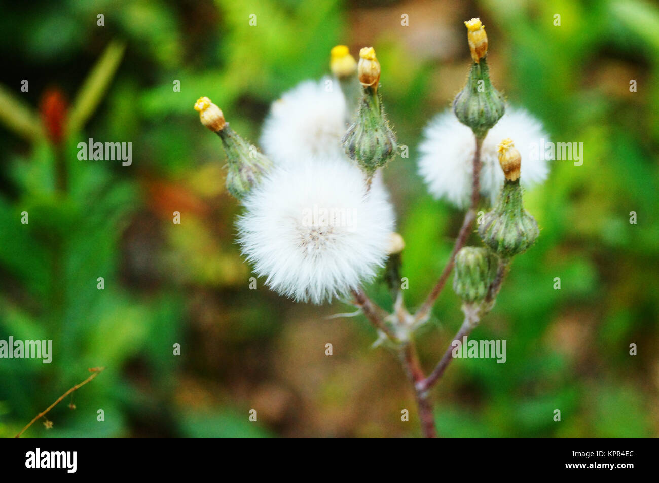 White dandelion flowers, very beautiful Stock Photo - Alamy