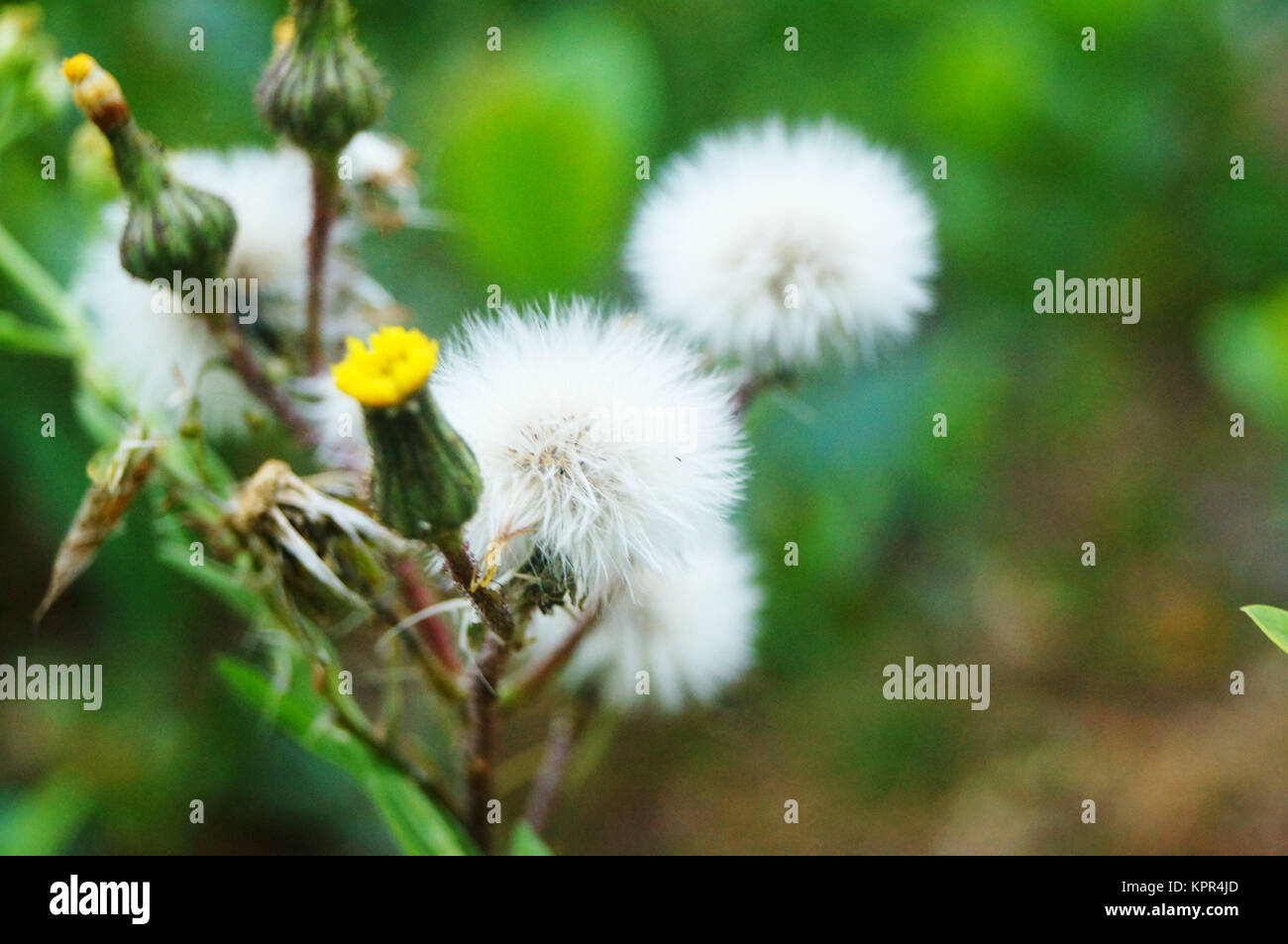 White dandelion flowers, very beautiful Stock Photo - Alamy