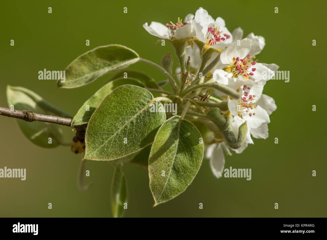 flowers of the pear tree / blossoms of pear Stock Photo - Alamy