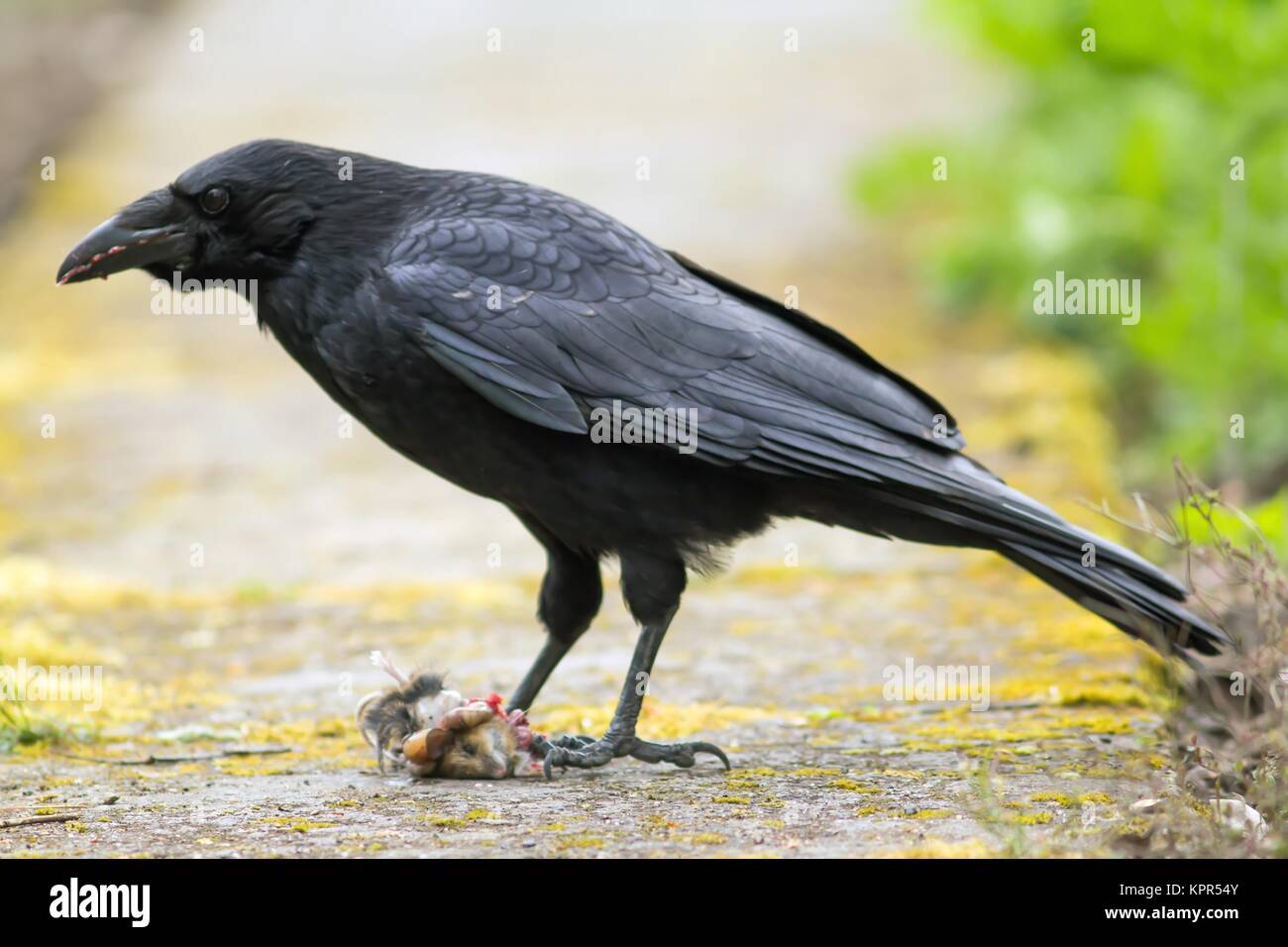 raven eats a mouse / raven eats a mouse Stock Photo - Alamy