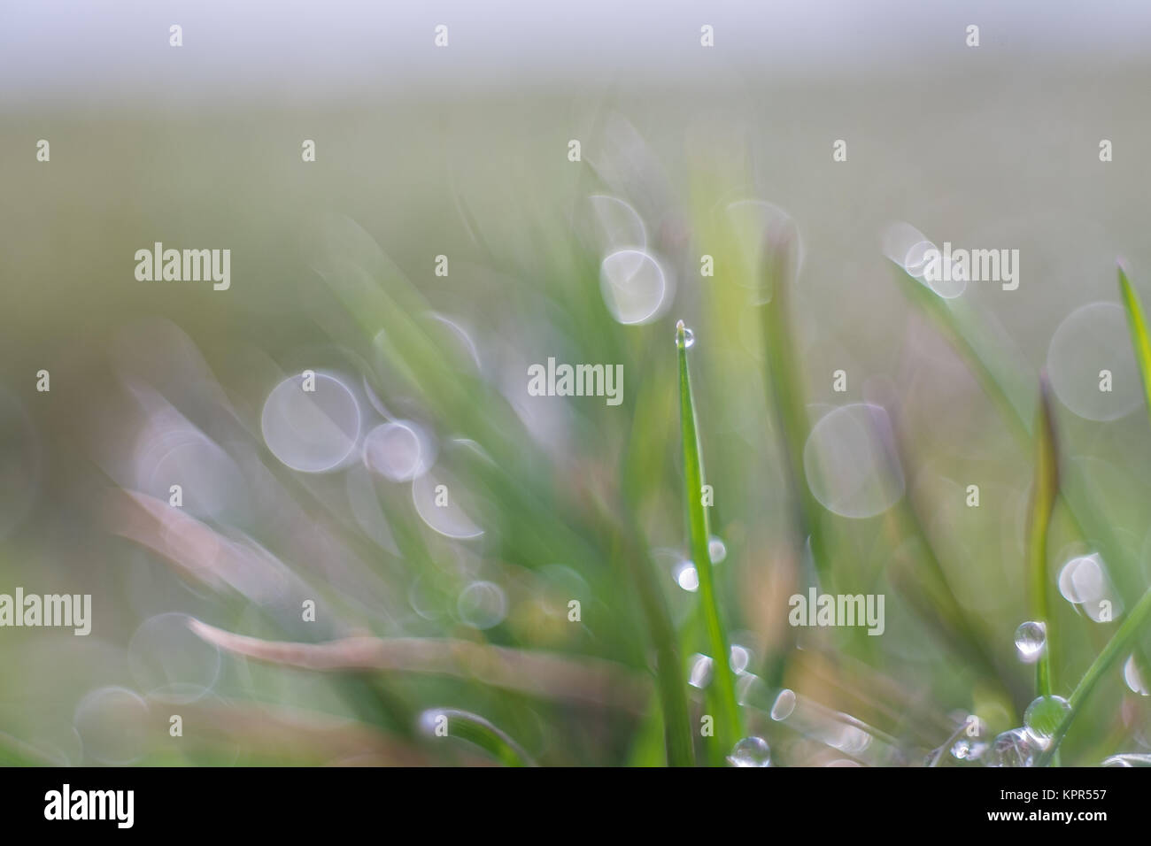 Damp meadow hi-res stock photography and images - Alamy