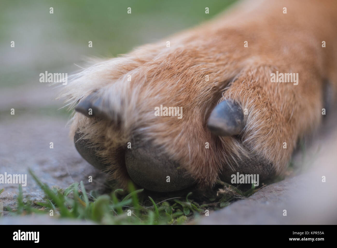 Hundepfote hi-res stock photography and images - Alamy