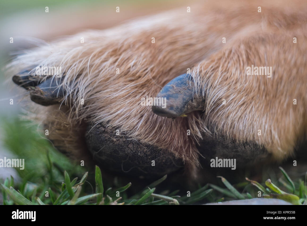 Hundepfote hi-res stock photography and images - Alamy
