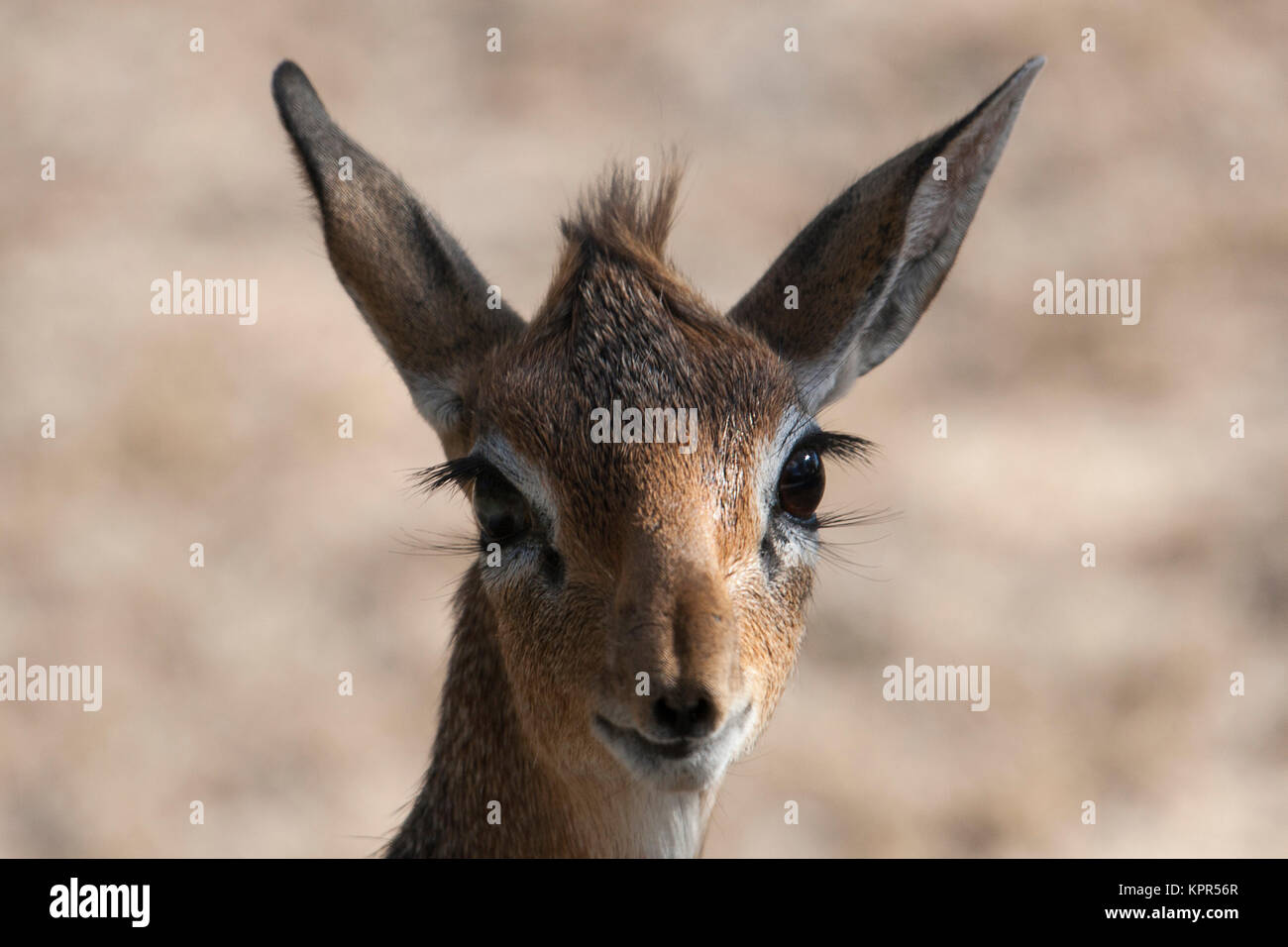 South african dik dik hi-res stock photography and images - Alamy