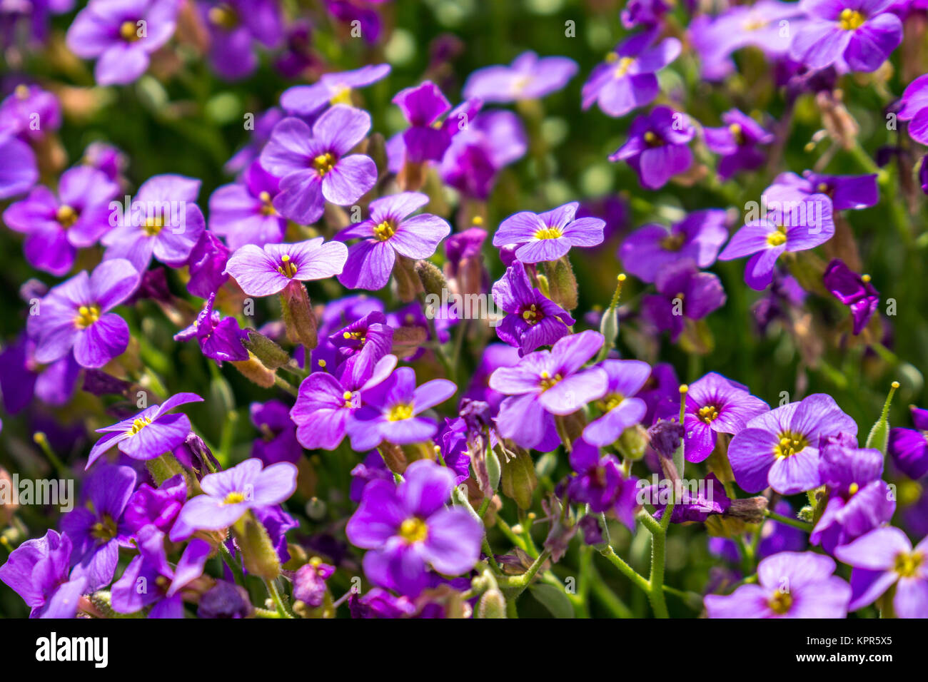 First spring flowers in April Stock Photo - Alamy