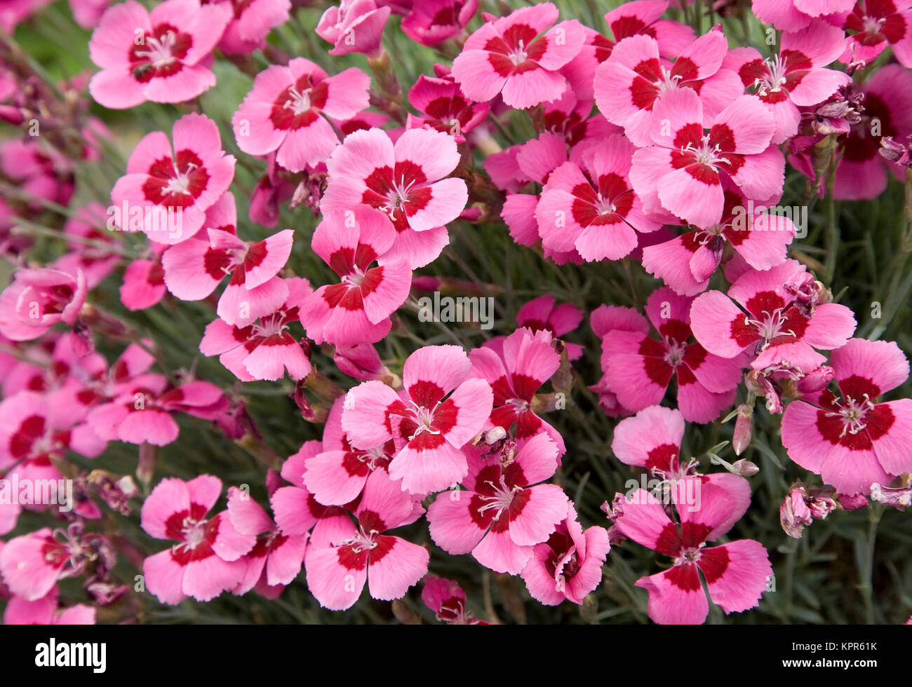 chinese carnation (dianthus chinensis) england Stock Photo - Alamy