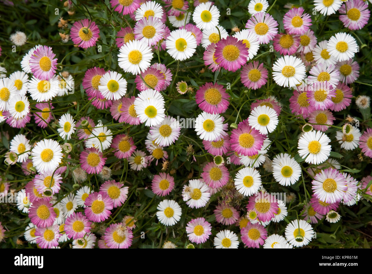spanish daisy (erigeron karvinskianus) england Stock Photo - Alamy