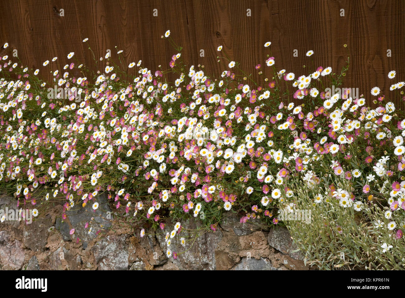 spanish daisy (erigeron karvinskianus) england Stock Photo - Alamy