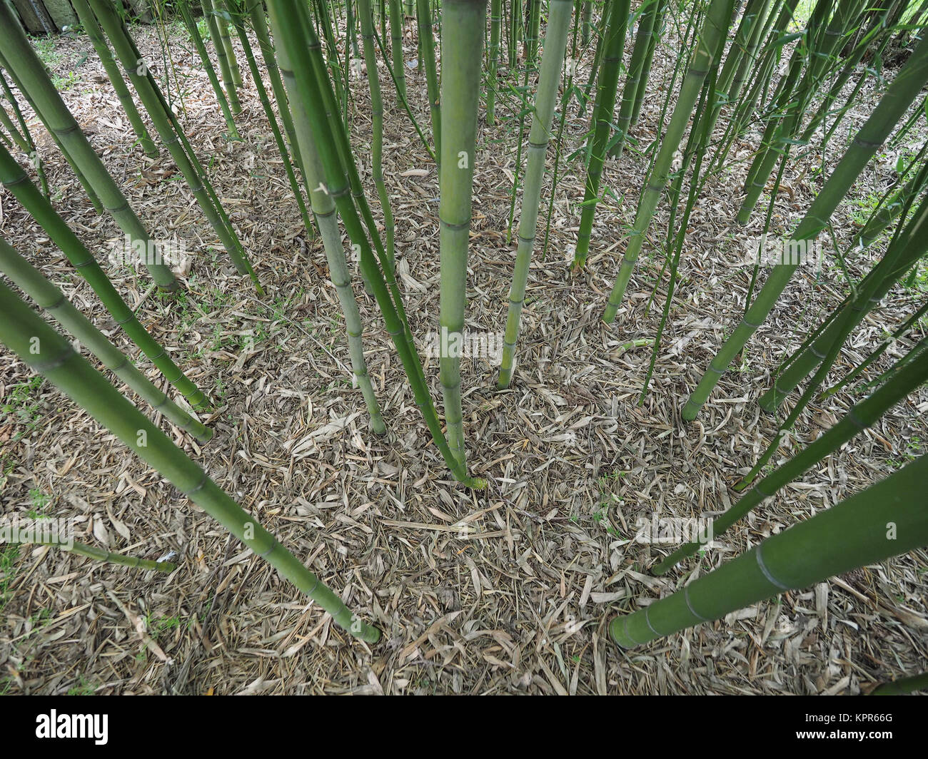 Bamboo tree perspective Stock Photo - Alamy