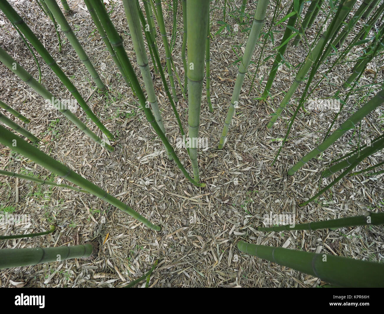 Bamboo tree perspective Stock Photo - Alamy