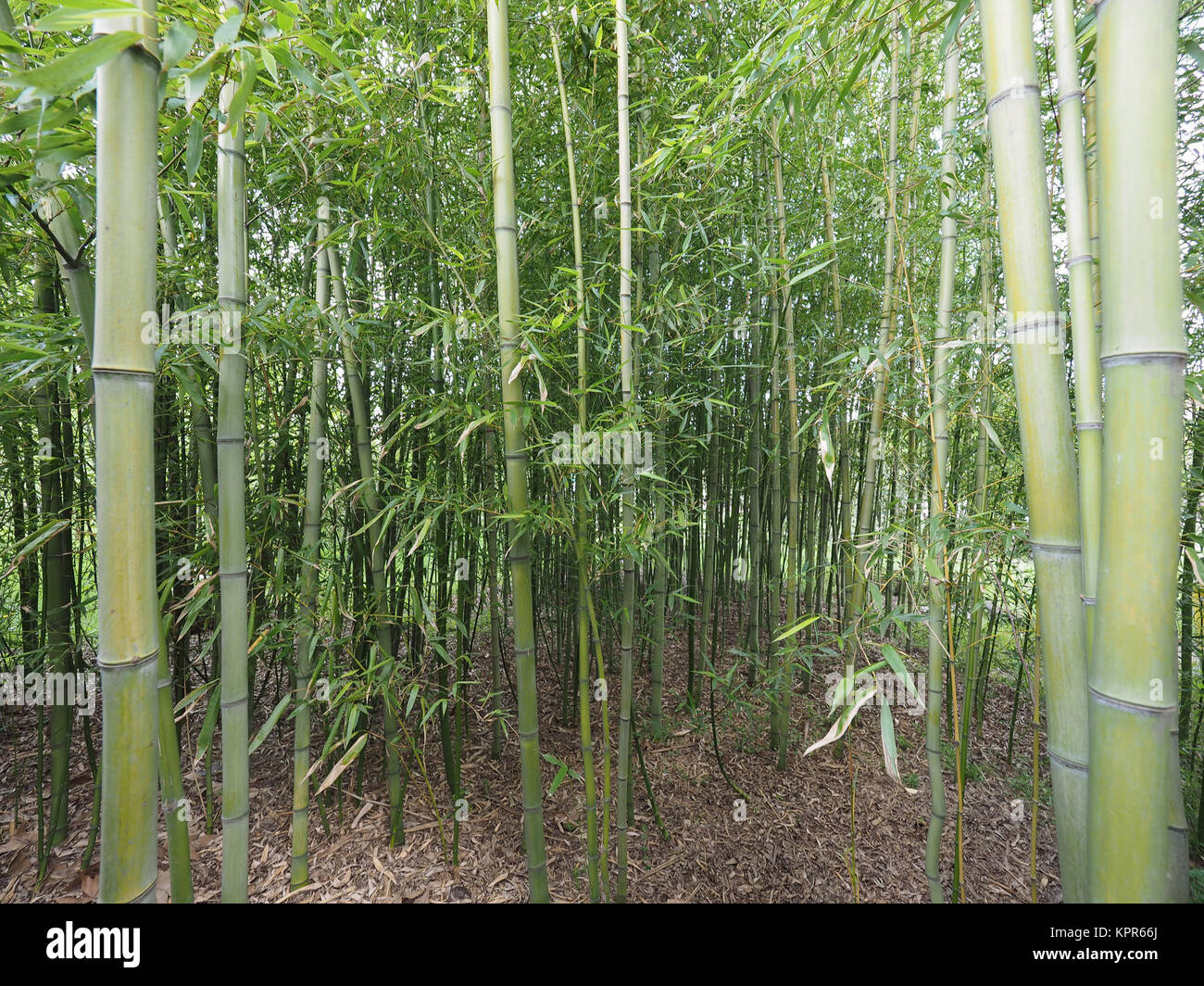 Bamboo tree perspective Stock Photo - Alamy