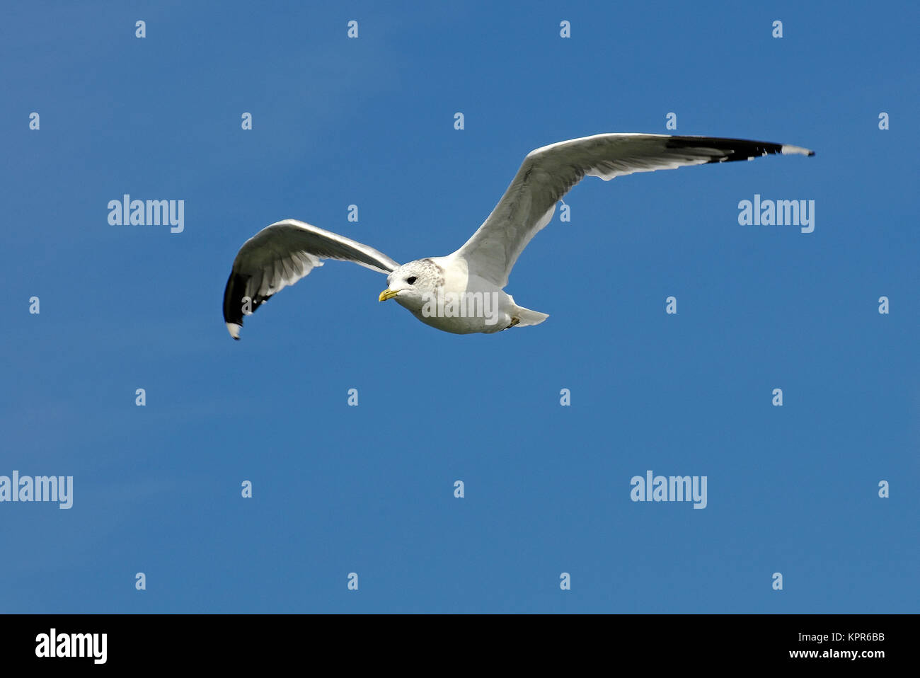gull in flight Stock Photo - Alamy