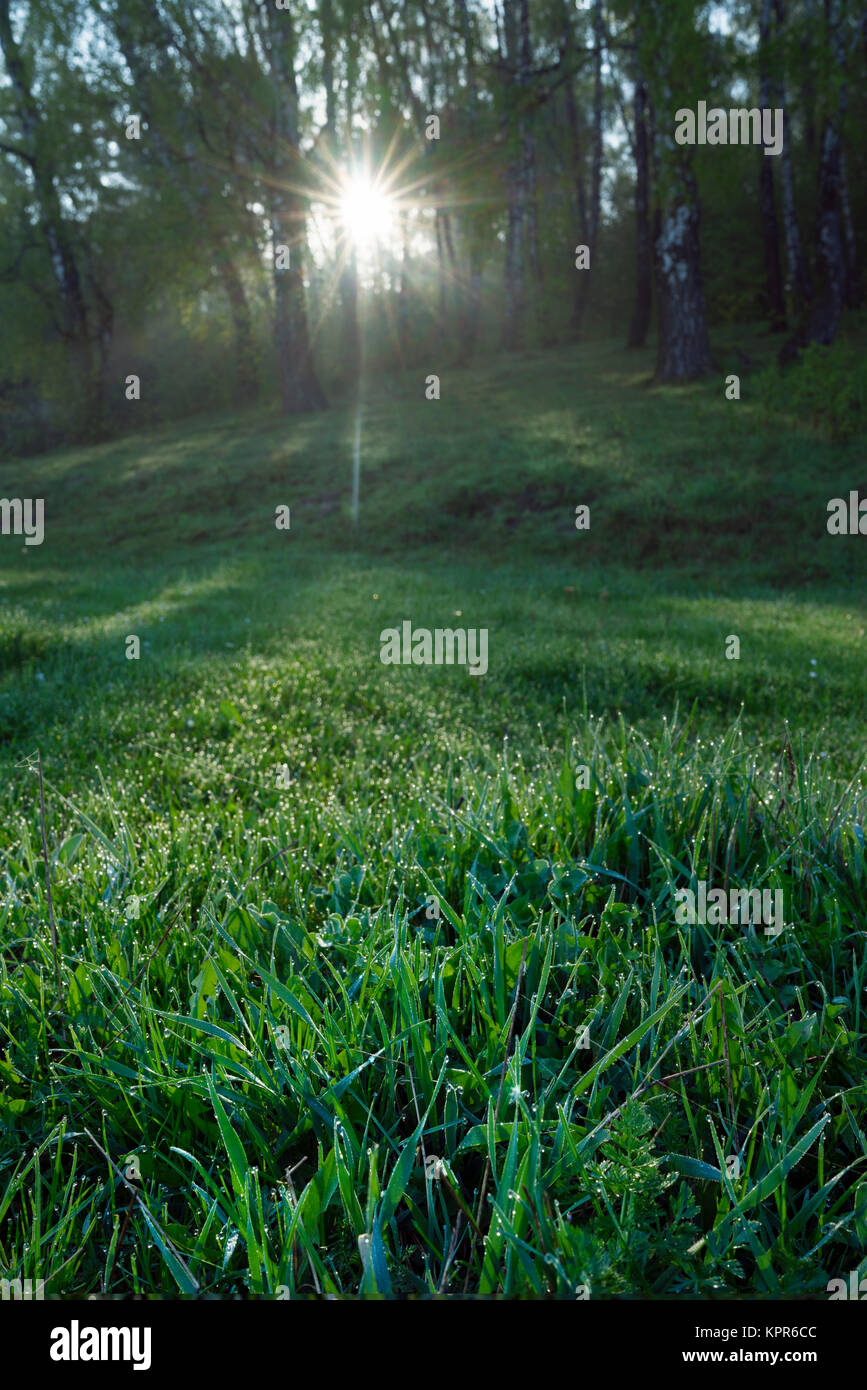 Sunrise In The Spring Forest Stock Photo - Alamy