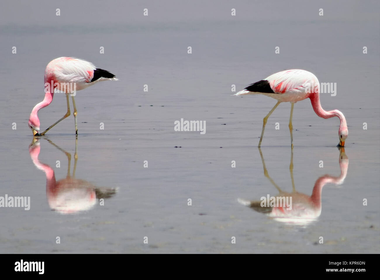 Andenflamingo hi-res stock photography and images - Alamy