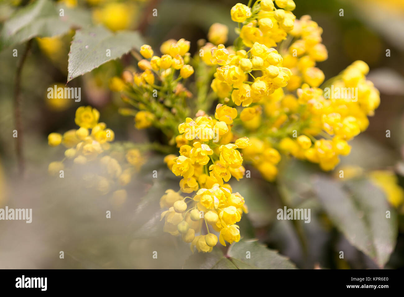 Oregon Grape (Mahonia aquifolium Stock Photo - Alamy