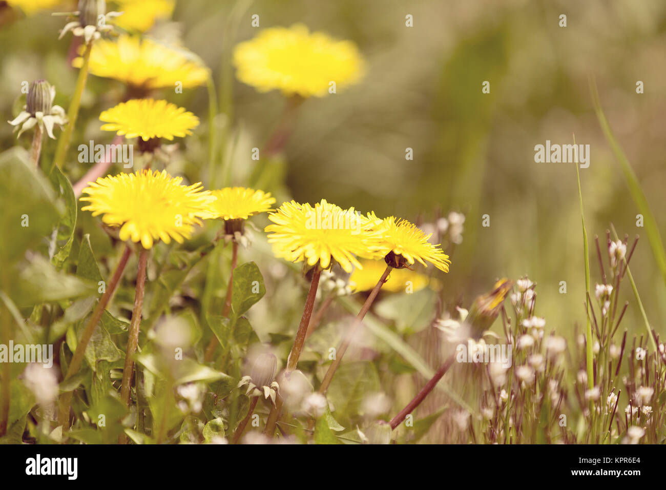 Yellow dandelion retro color Stock Photo - Alamy