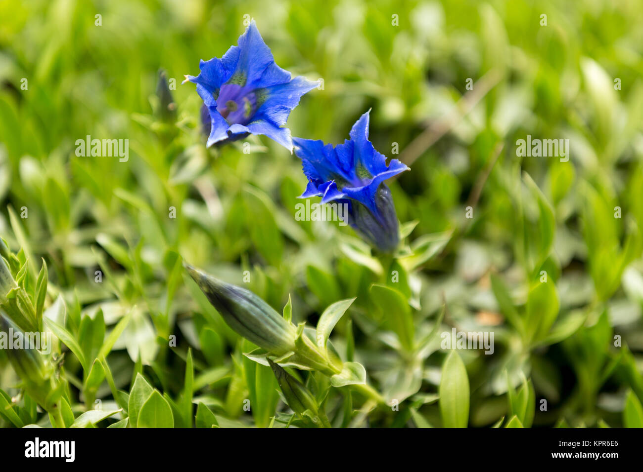 Trumpet gentiana blue spring flower in garden Stock Photo - Alamy