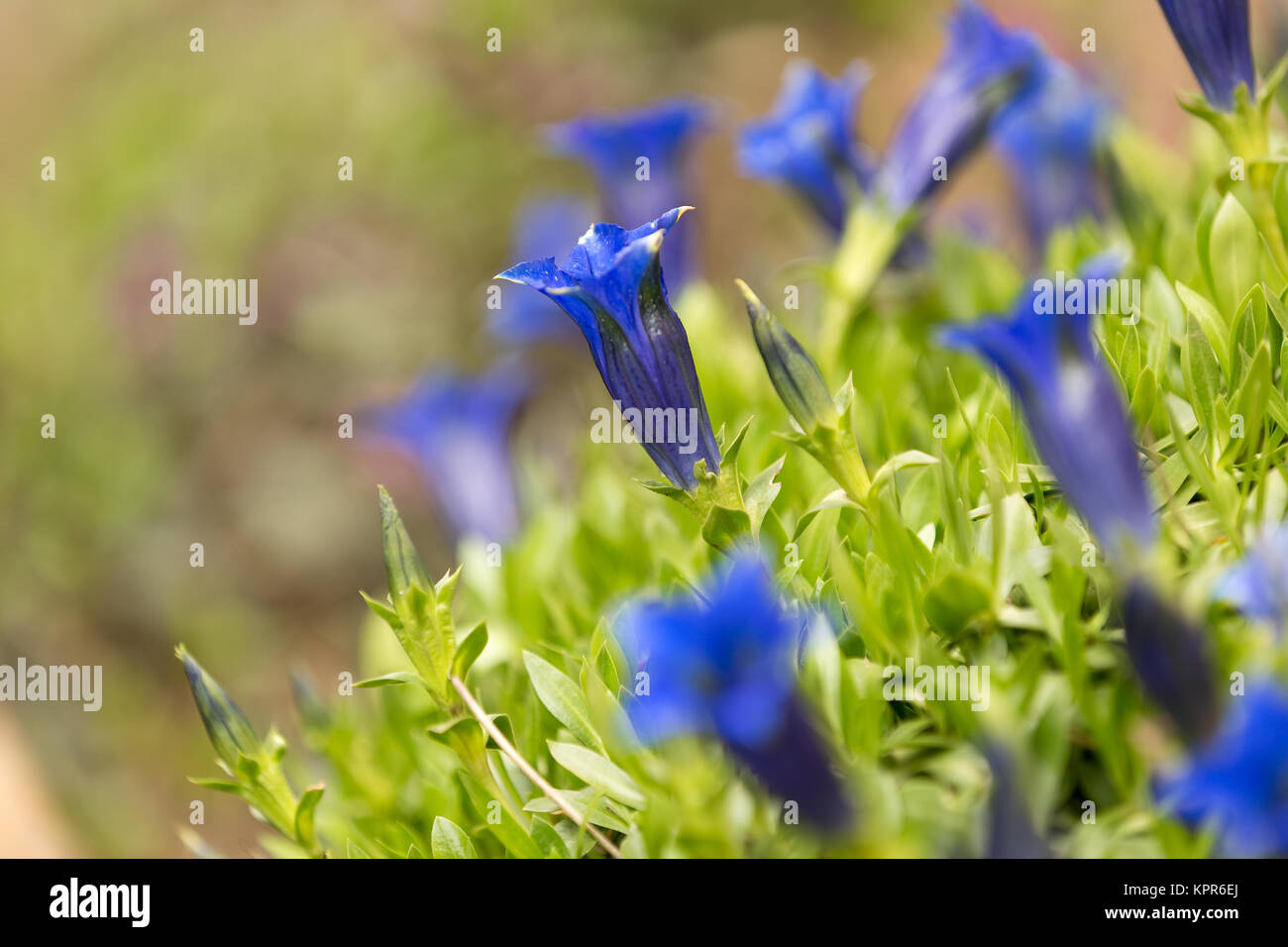 Trumpet gentiana blue spring flower in garden Stock Photo - Alamy