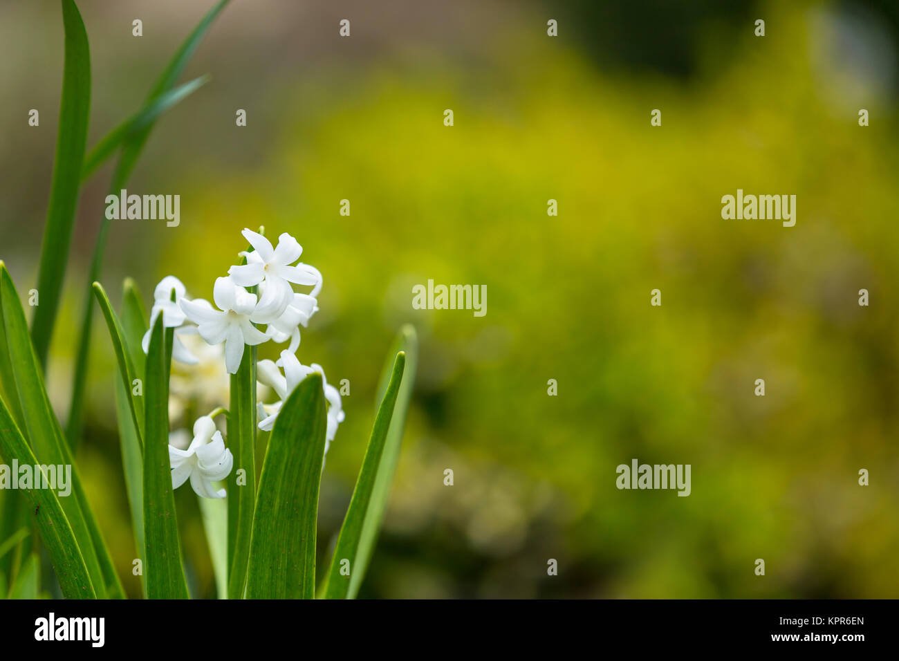 White hyacint hi-res stock photography and images - Alamy