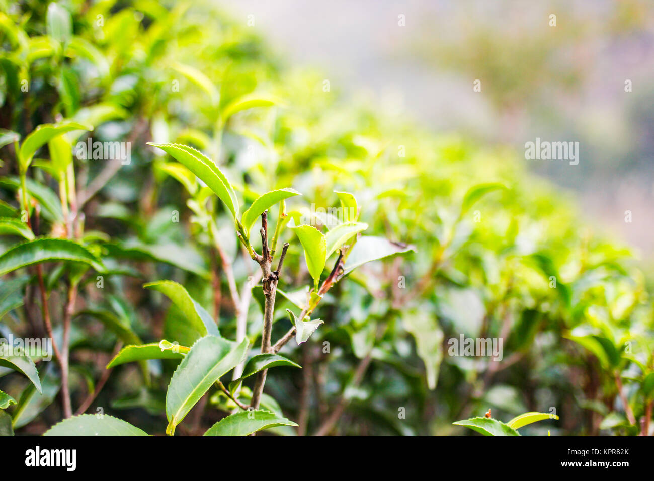 Close up of a Tea trees on one of many tea plantation in Sri Lanka, the ...