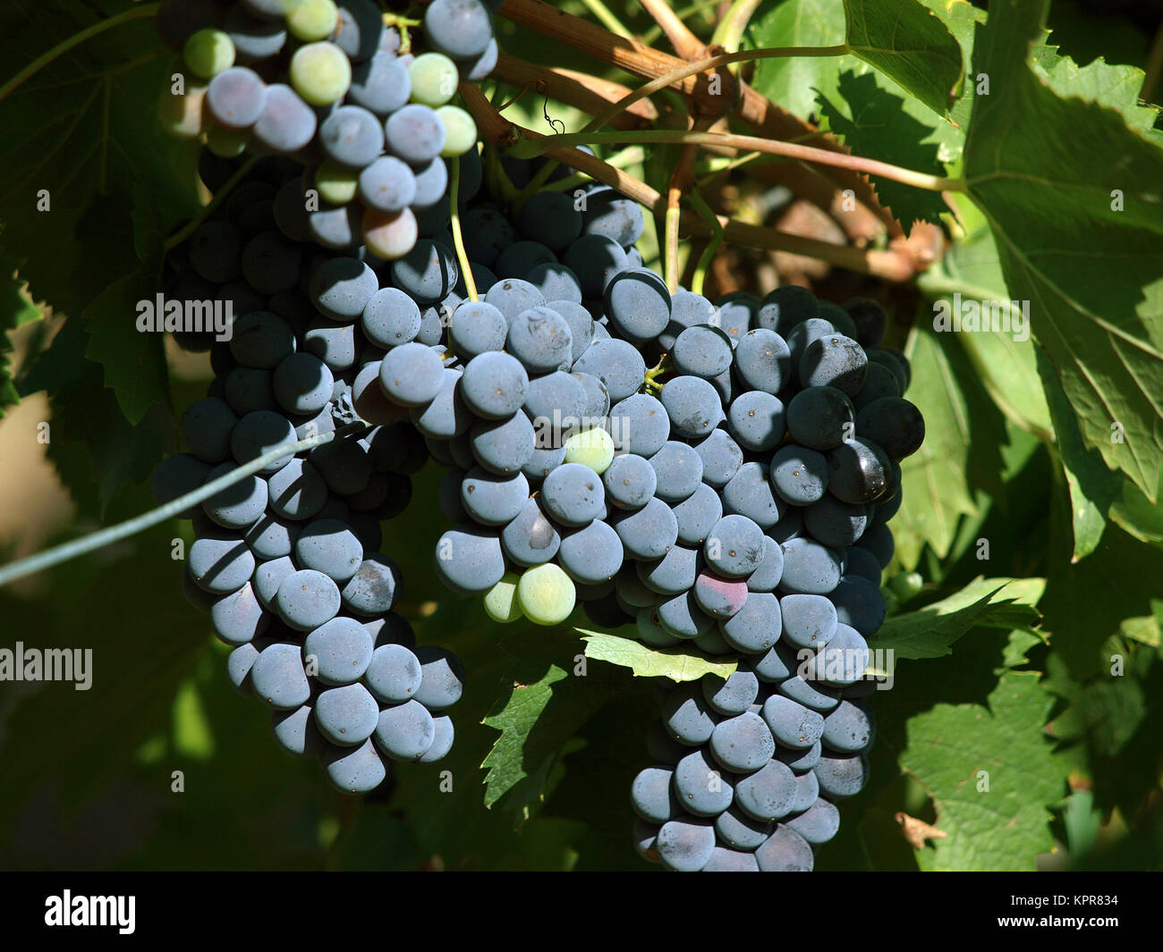 Bunch of ripe red grapes Stock Photo - Alamy