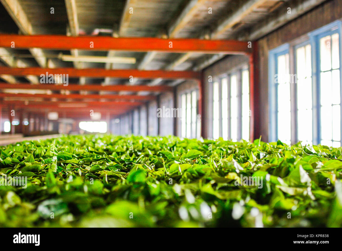One of many tea factories in Sri Lanka that still uses the traditional ...