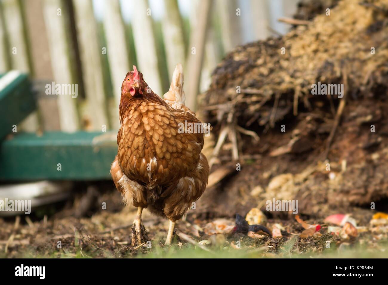 Brown chicken / Brown chicken Stock Photo - Alamy