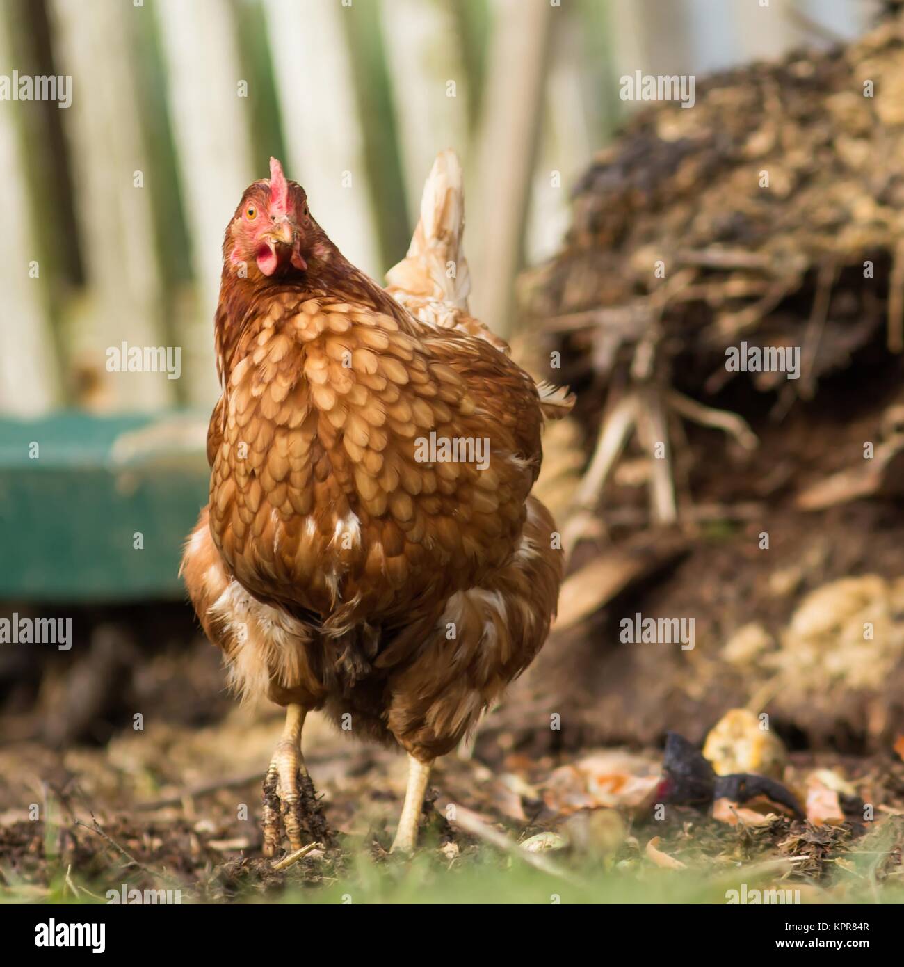 Brown chicken / Brown chicken Stock Photo - Alamy