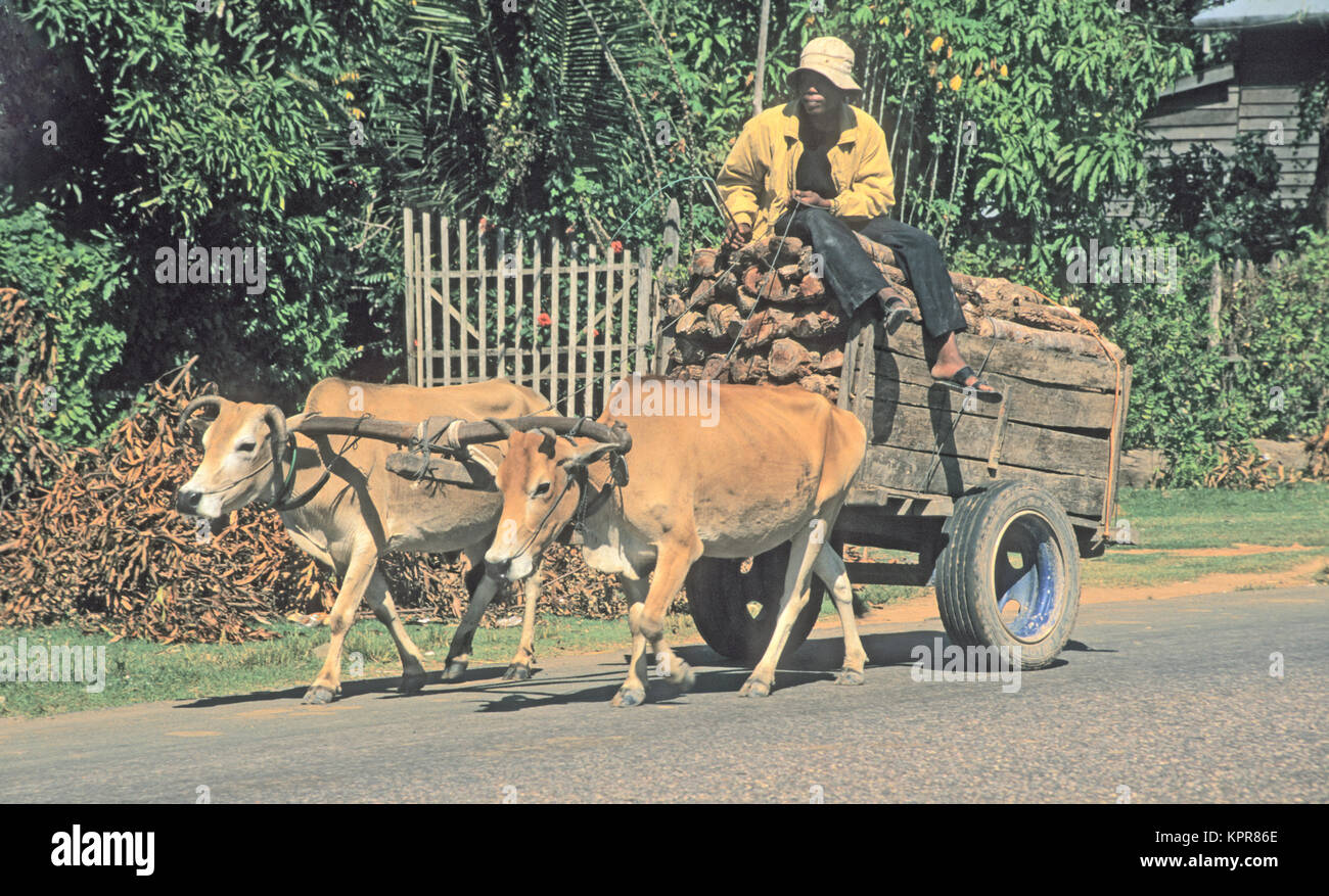 Ox cart cambodia hi-res stock photography and images - Alamy