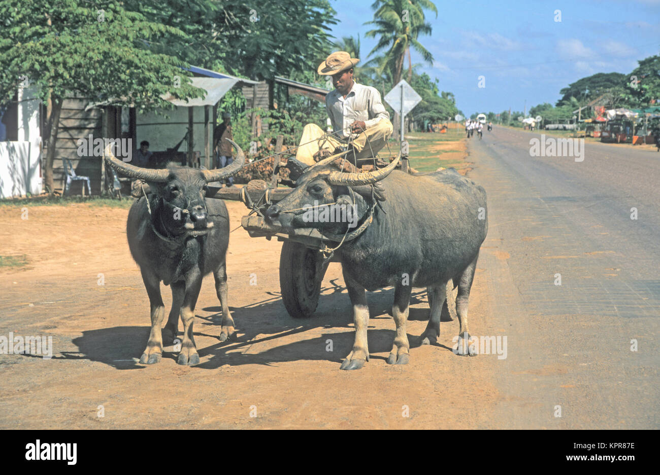 Water buffalo cart hi-res stock photography and images - Alamy