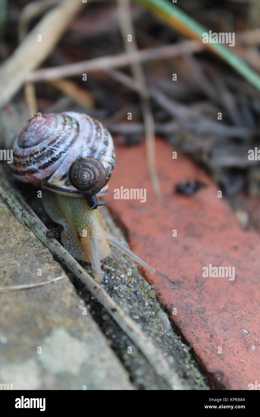 Back blade hi-res stock photography and images - Alamy