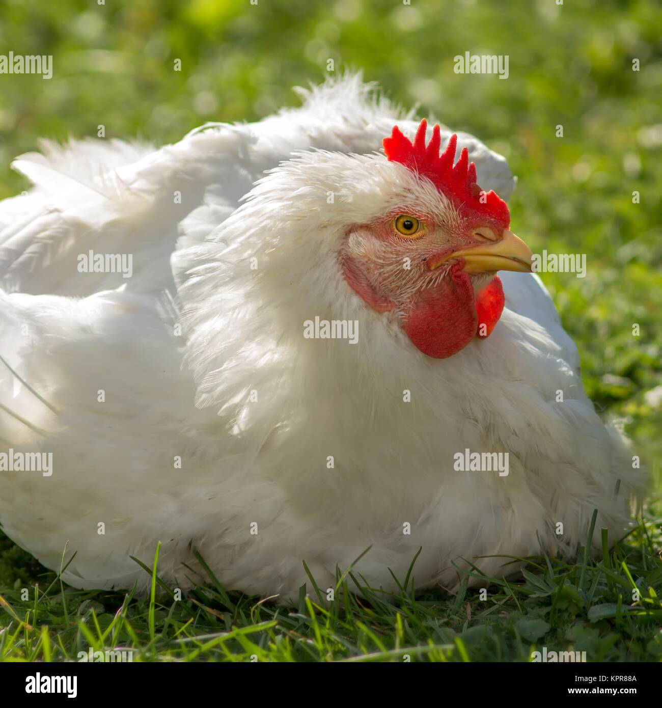 Young broiler chicken Stock Photo - Alamy