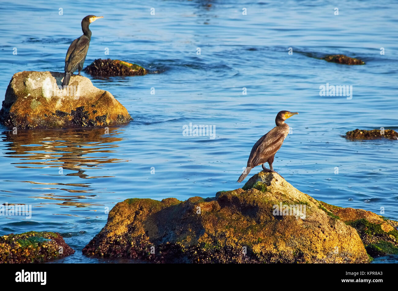 Aqua birds hi-res stock photography and images - Alamy