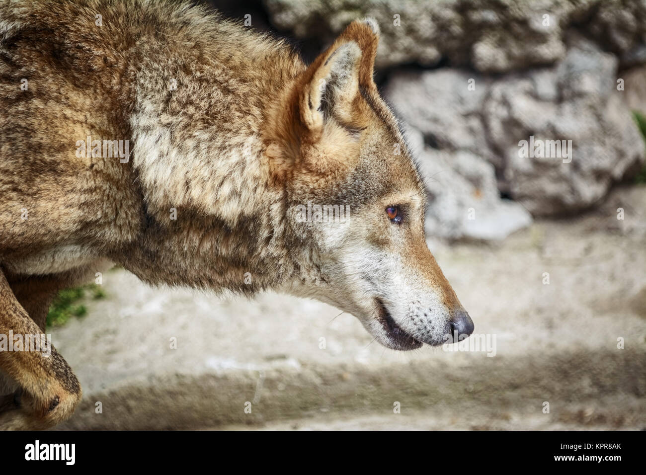 Portrait of Wolf Stock Photo - Alamy
