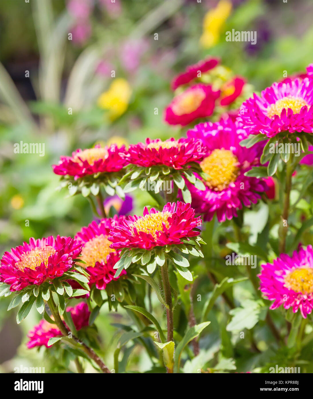 Aster flower in garden Stock Photo - Alamy