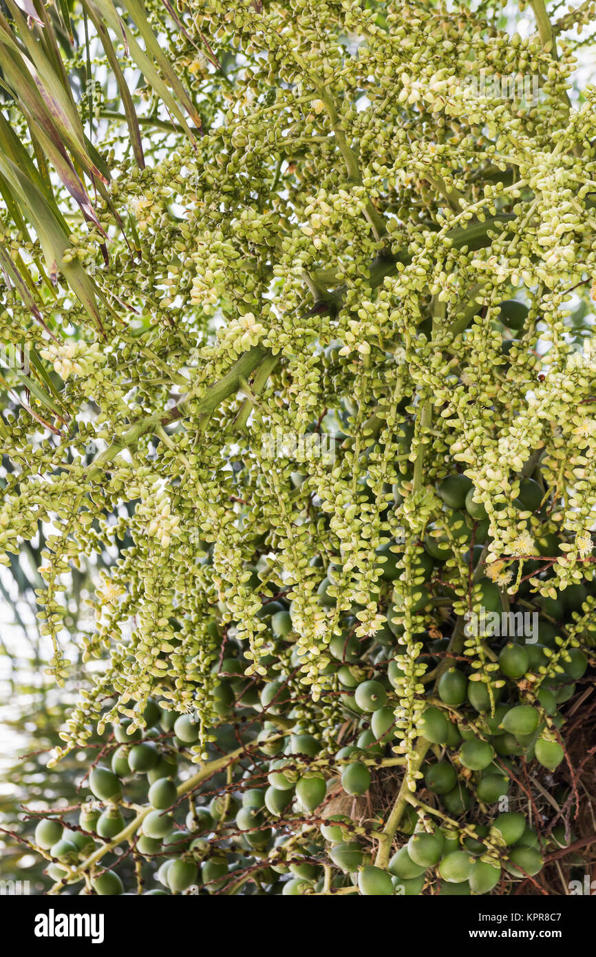 Betelnut Tree High Resolution Stock Photography and Images - Alamy