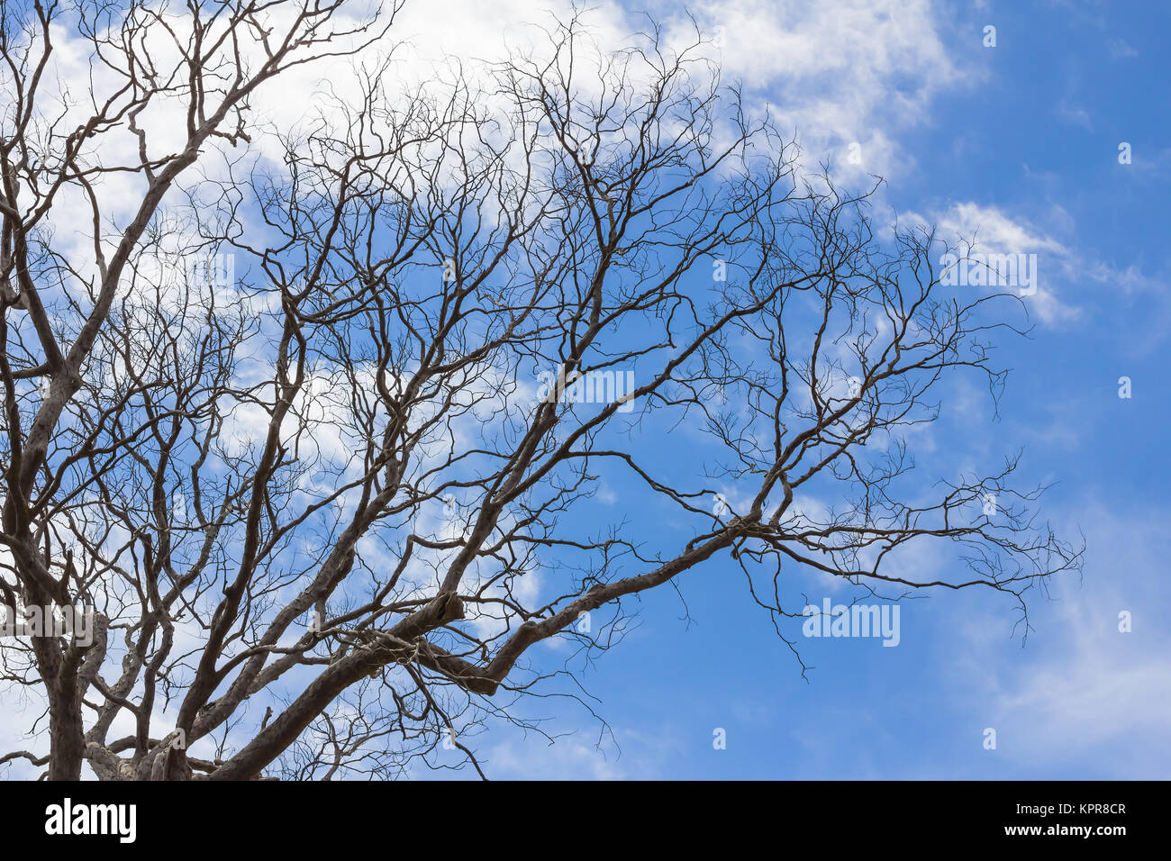 Branch of dead tree Stock Photo - Alamy