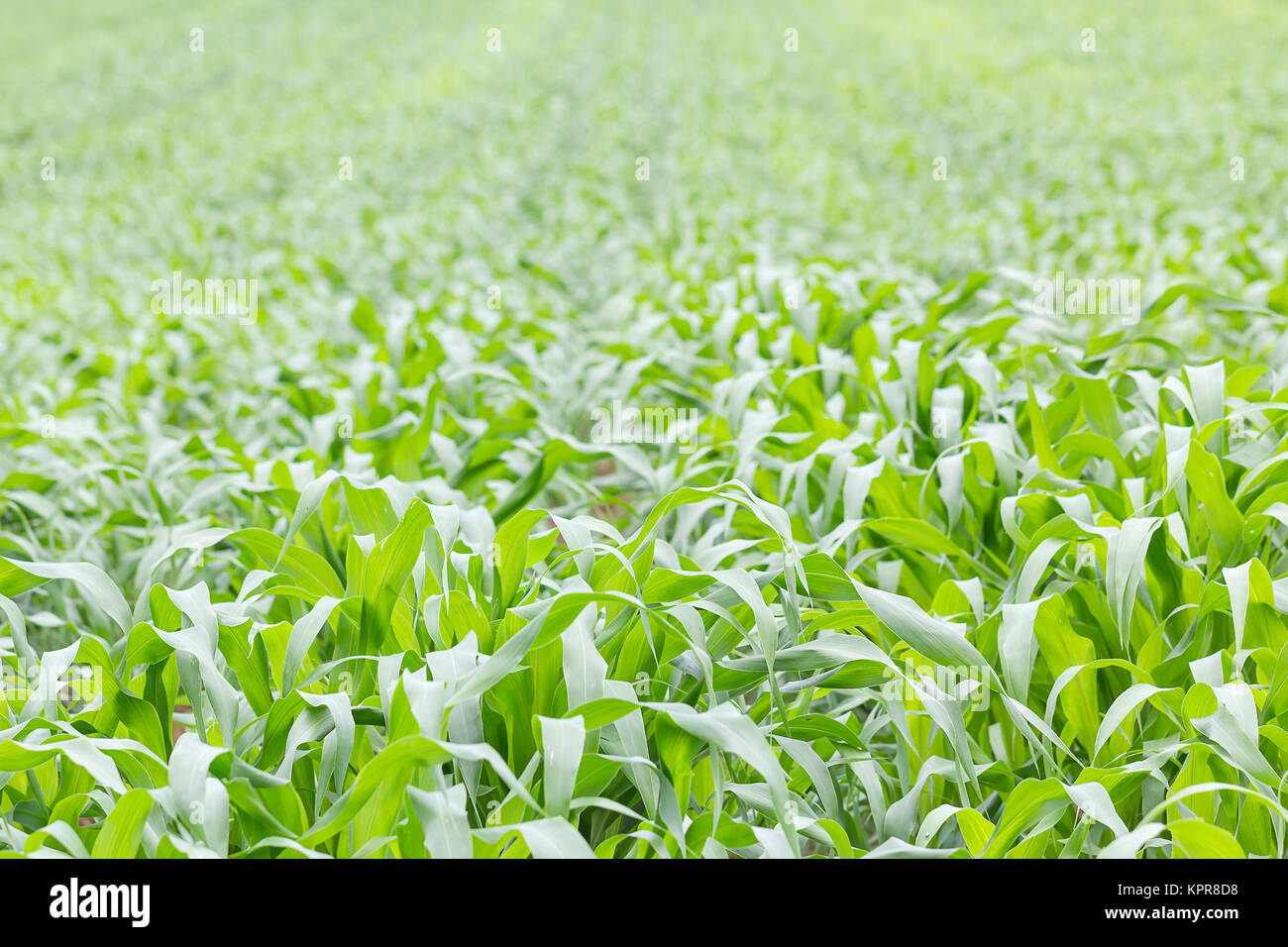 Close up Green grass field Stock Photo - Alamy
