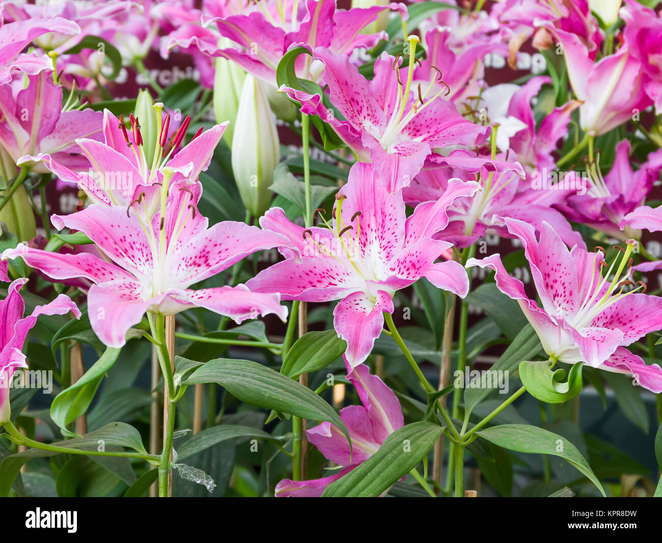 Close up of pink lily flower Stock Photo - Alamy